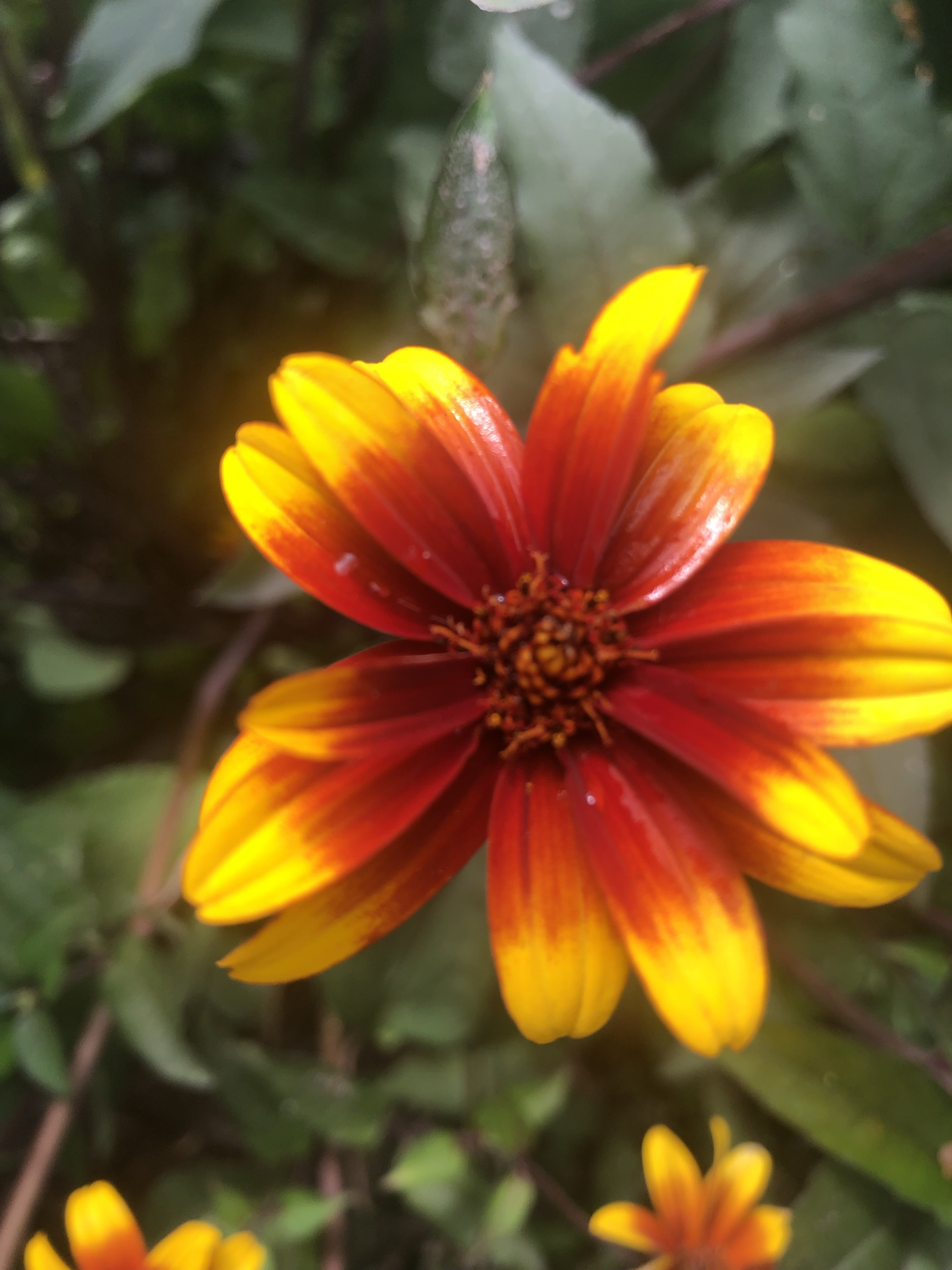 Time to Heal…Day 8/30 – With Angels and Elephants